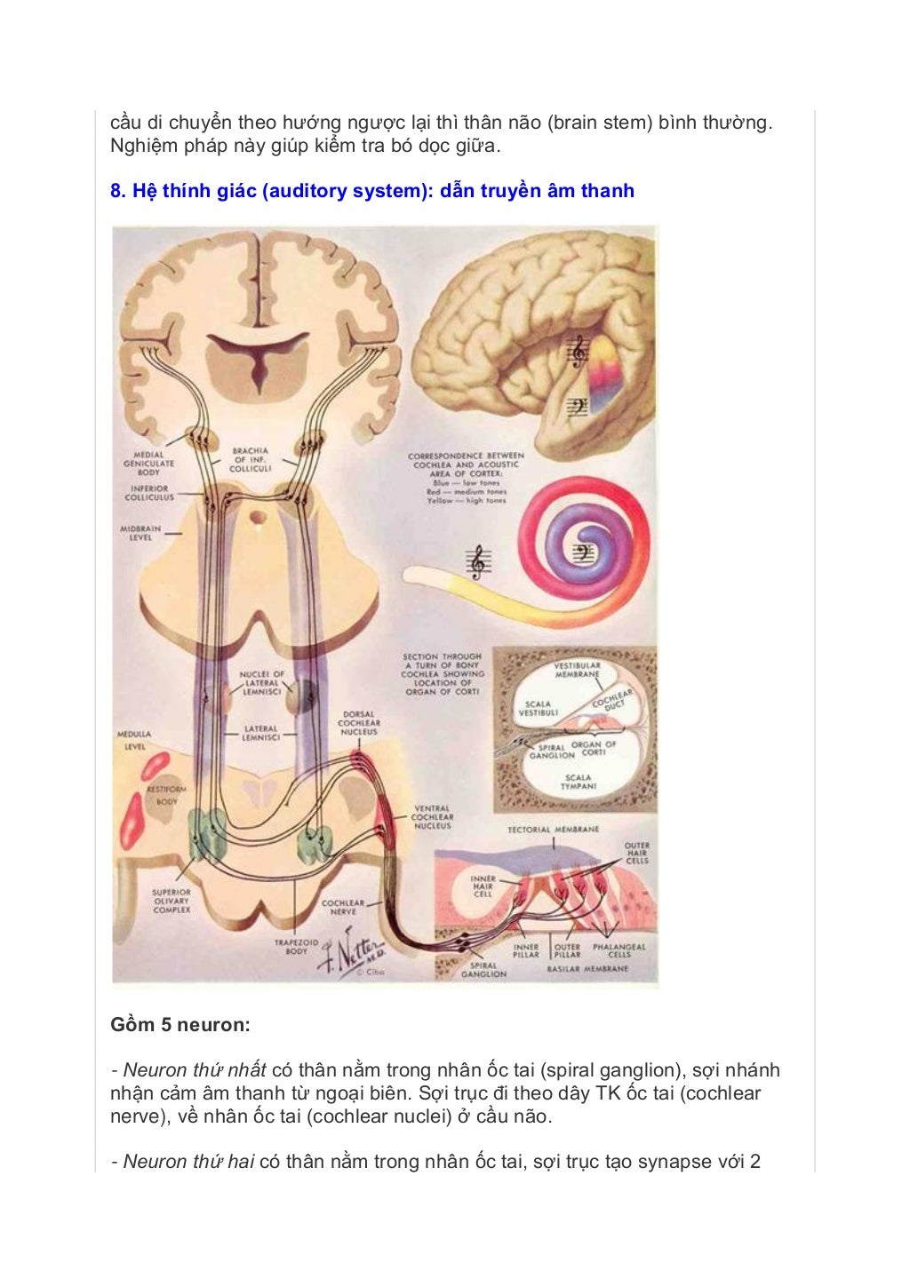 18 đường Dẫn Truyền Cơ Bản Của Hệ Thần Kinh