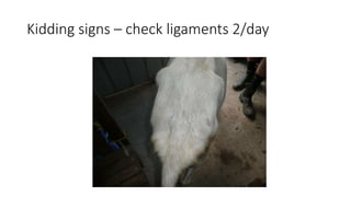 18 preg doe kidding | PPT