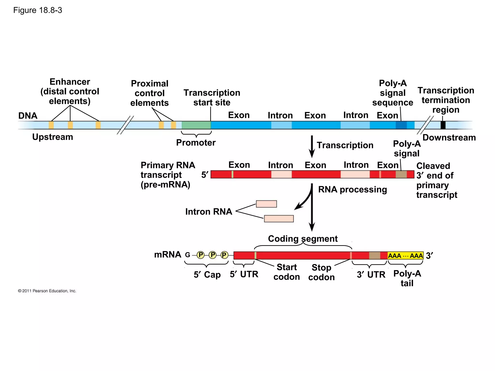 18 Regulation of Gene Expression | PPT