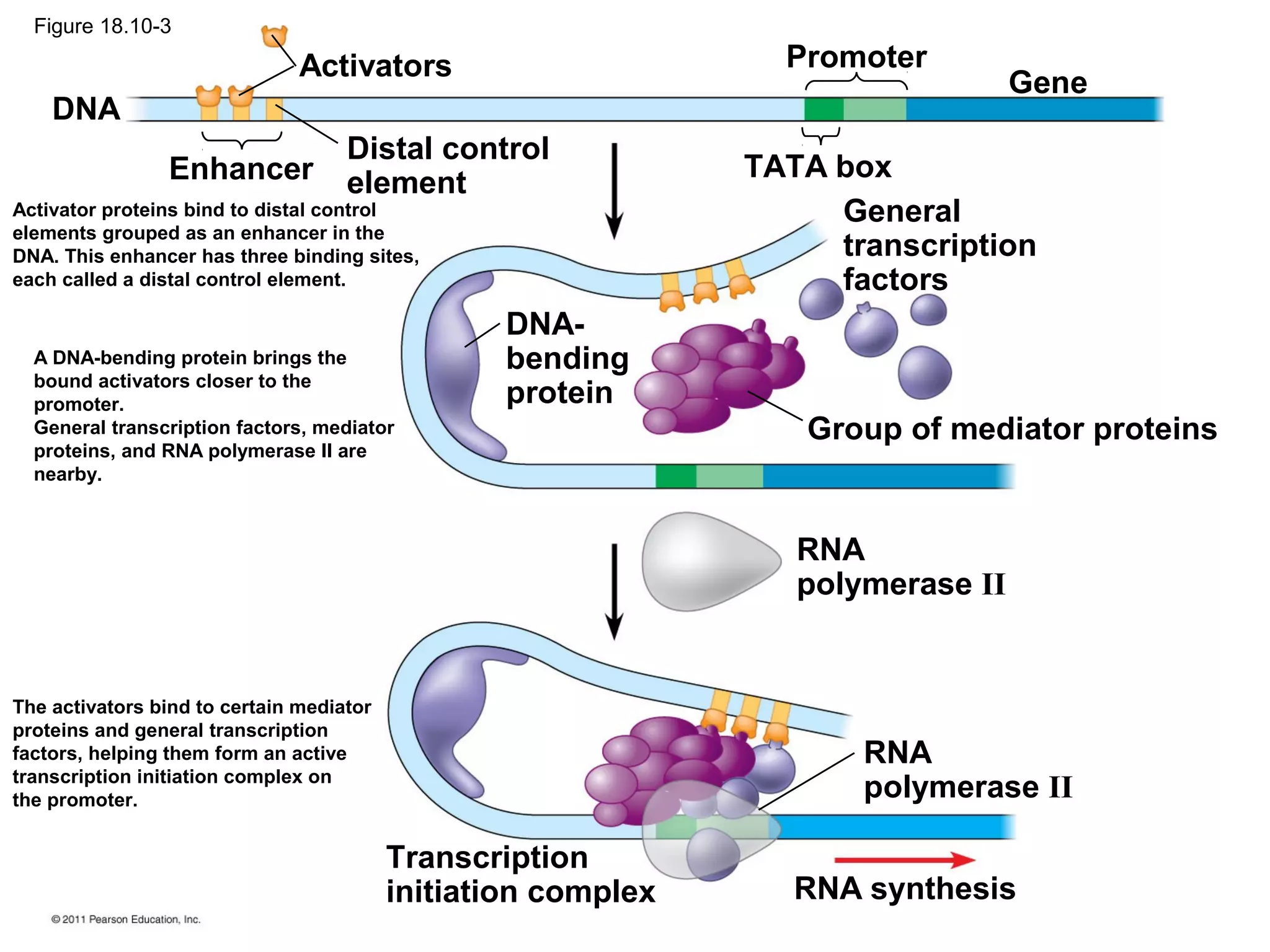 18 Regulation of Gene Expression | PPT