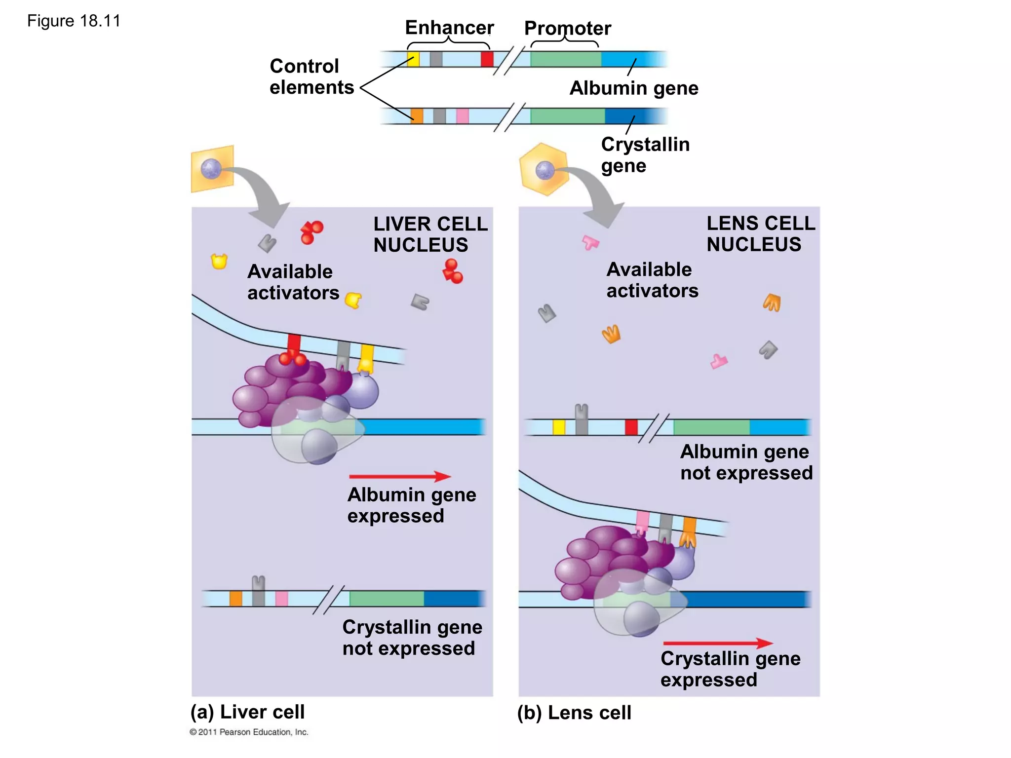 18 Regulation of Gene Expression | PPT
