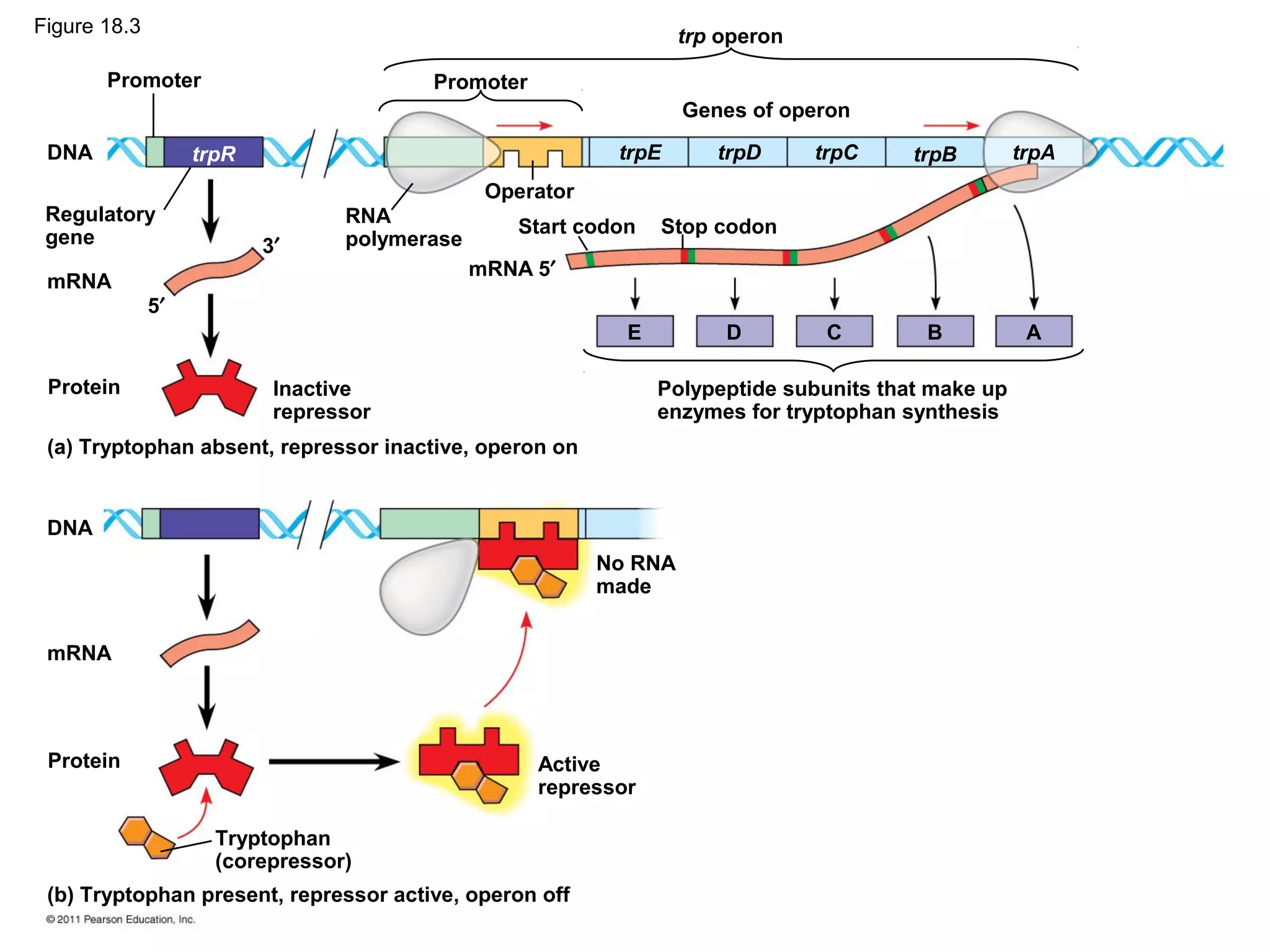 18 Regulation of Gene Expression | PPT