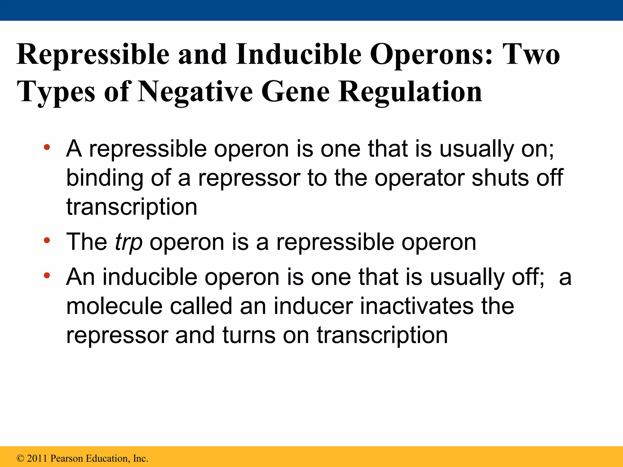 18 Regulation of Gene Expression | PPT