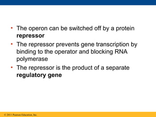 18 Regulation of Gene Expression | PPT