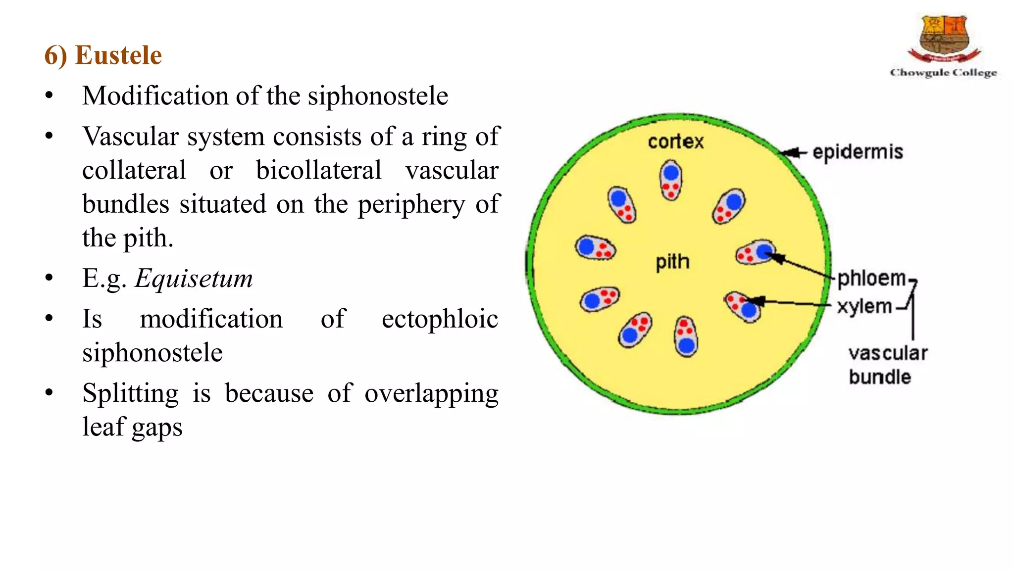 Stelar evolution and alternation of generation | PPTX