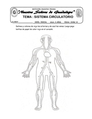 Aparato Circulatorio Para Colorear