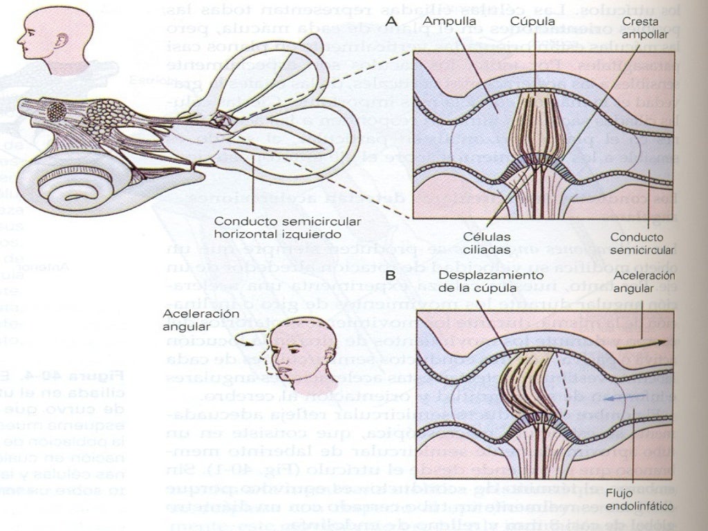 Sistema Vestibular