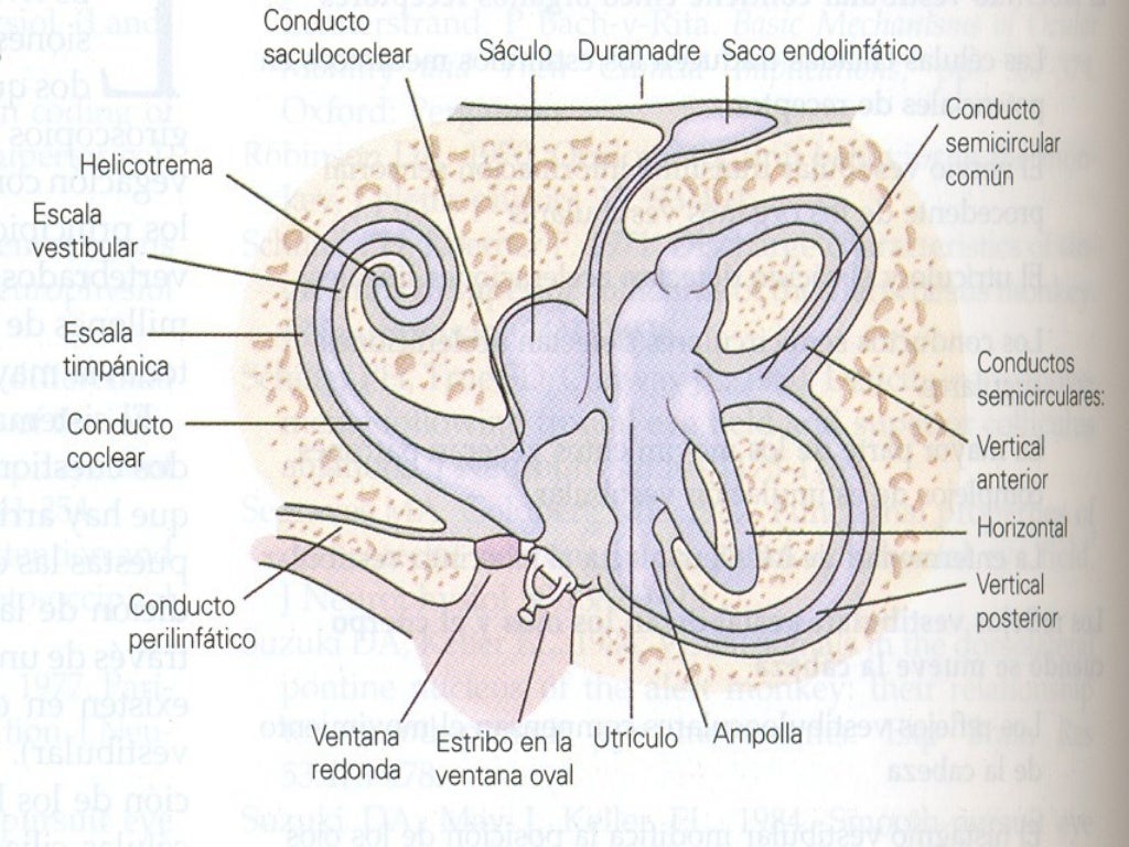 Bulbo Do Vestíbulo Feminino - LIBRAIN