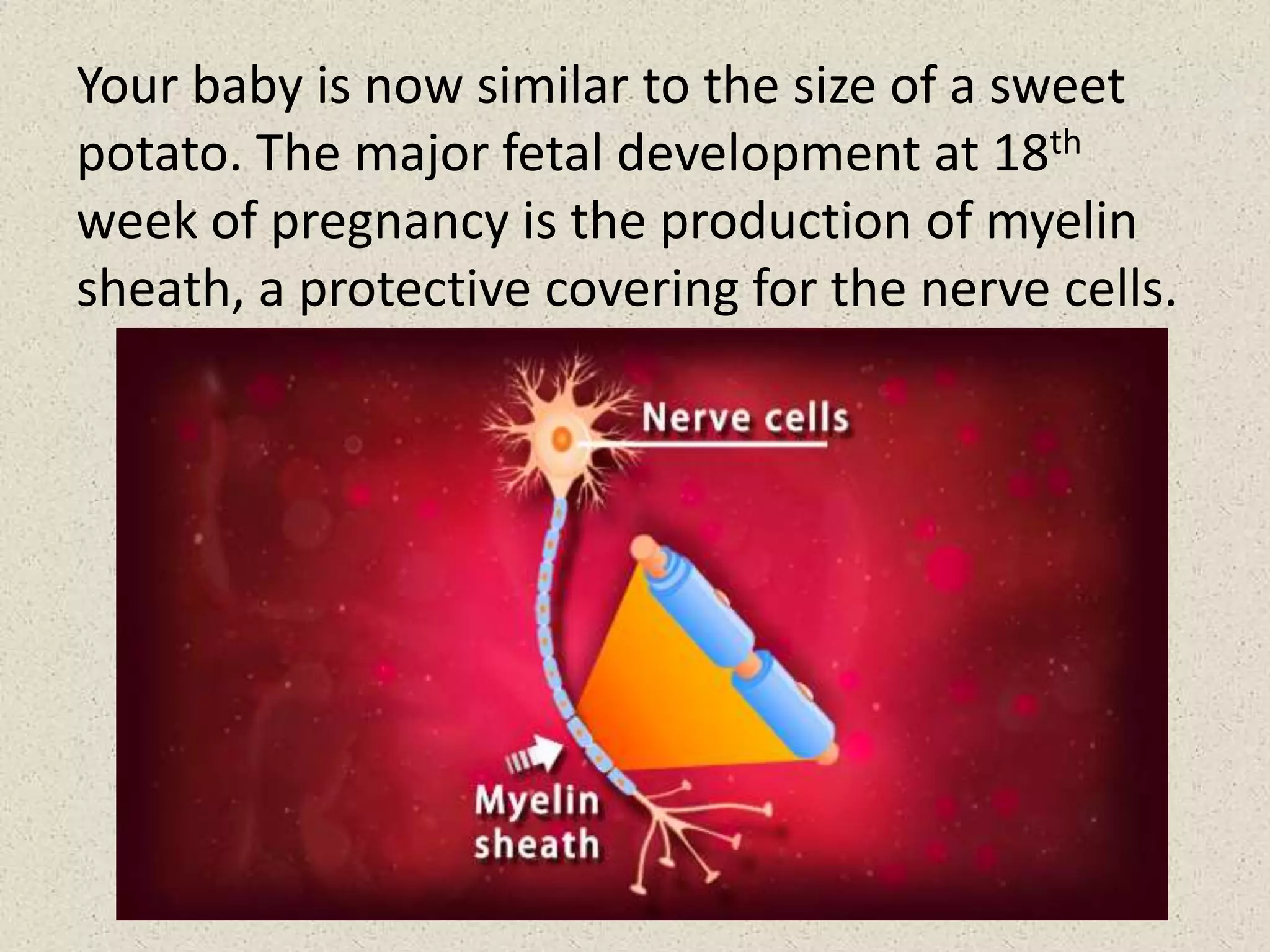 18 Weeks Pregnant: What to Expect | Pregnancy Week By Week | PPTX