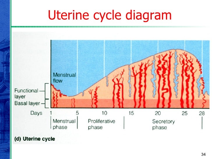 19.01.2 Female Reproduction 2009
