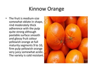 19.kinnow varities in the world By Allah Dad Khan | PPTX