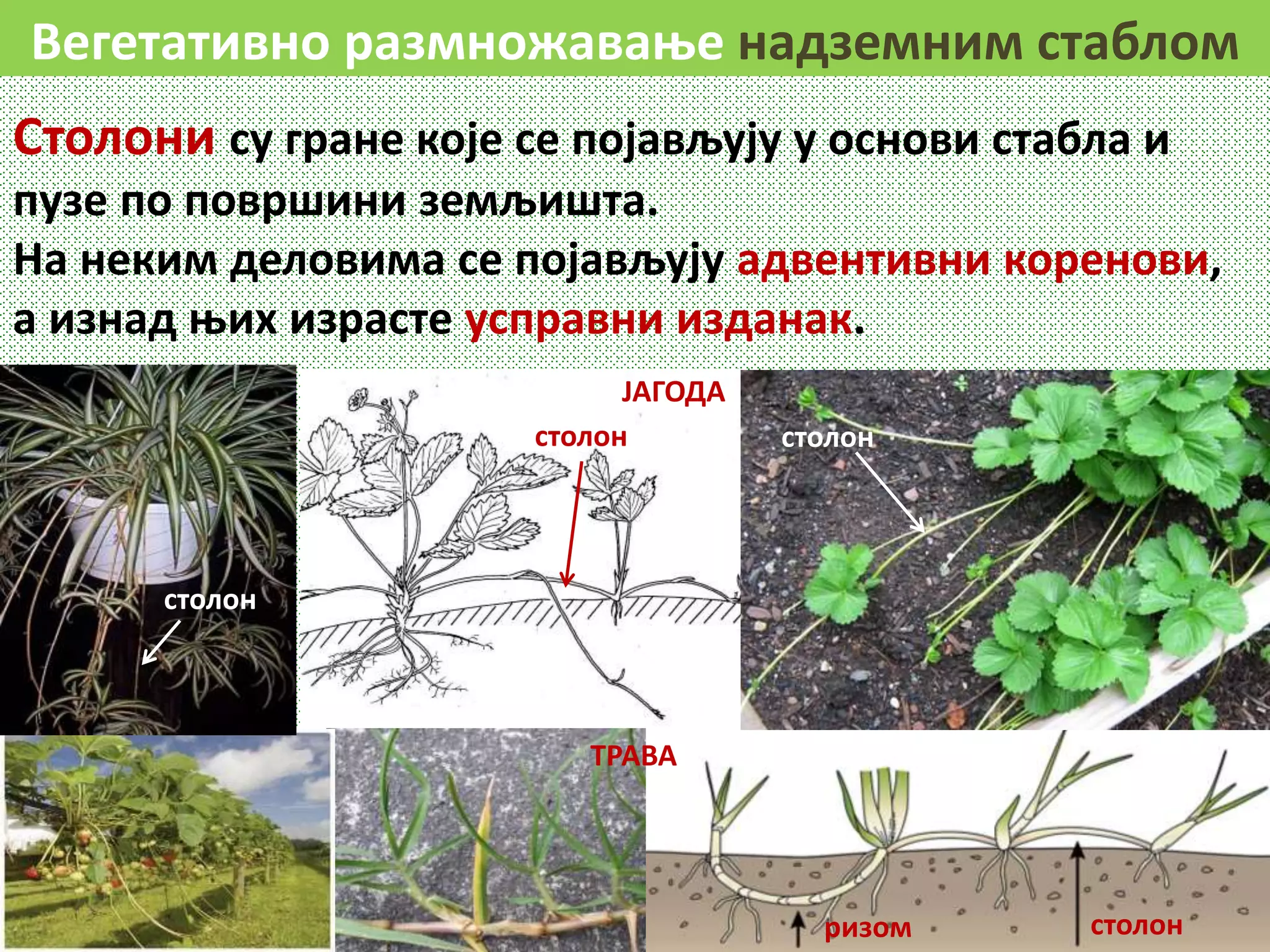 Vegetativno razmnozavanje | PPTX