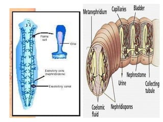 19. Excretory Products and their Elimination | PPTX