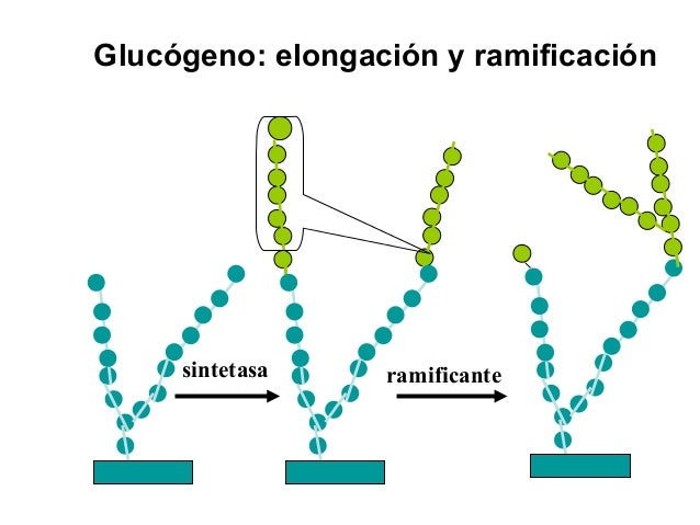 19. metabolismo del glucogeno