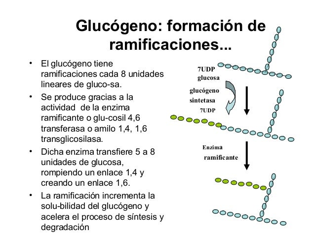 19. metabolismo del glucogeno