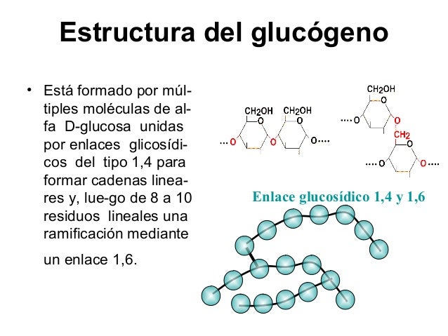 19. metabolismo del glucogeno