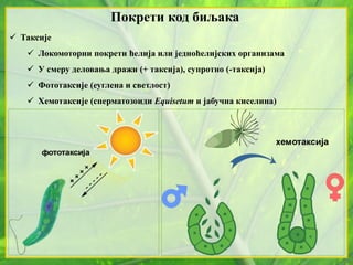 19. Pokreti kod biljaka | PPTX