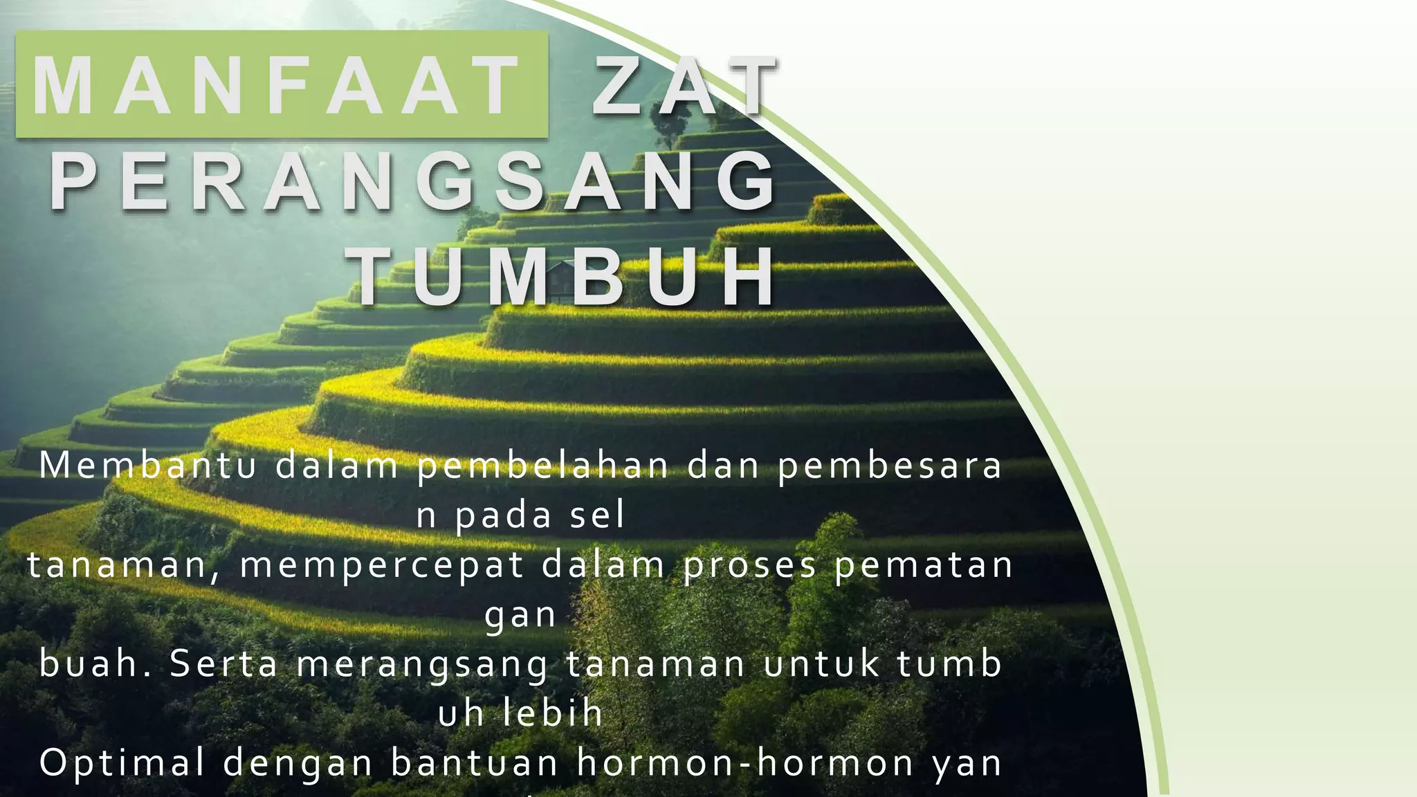 Zat Perangsang Tumbuh (ZPT) tanaman | PPTX