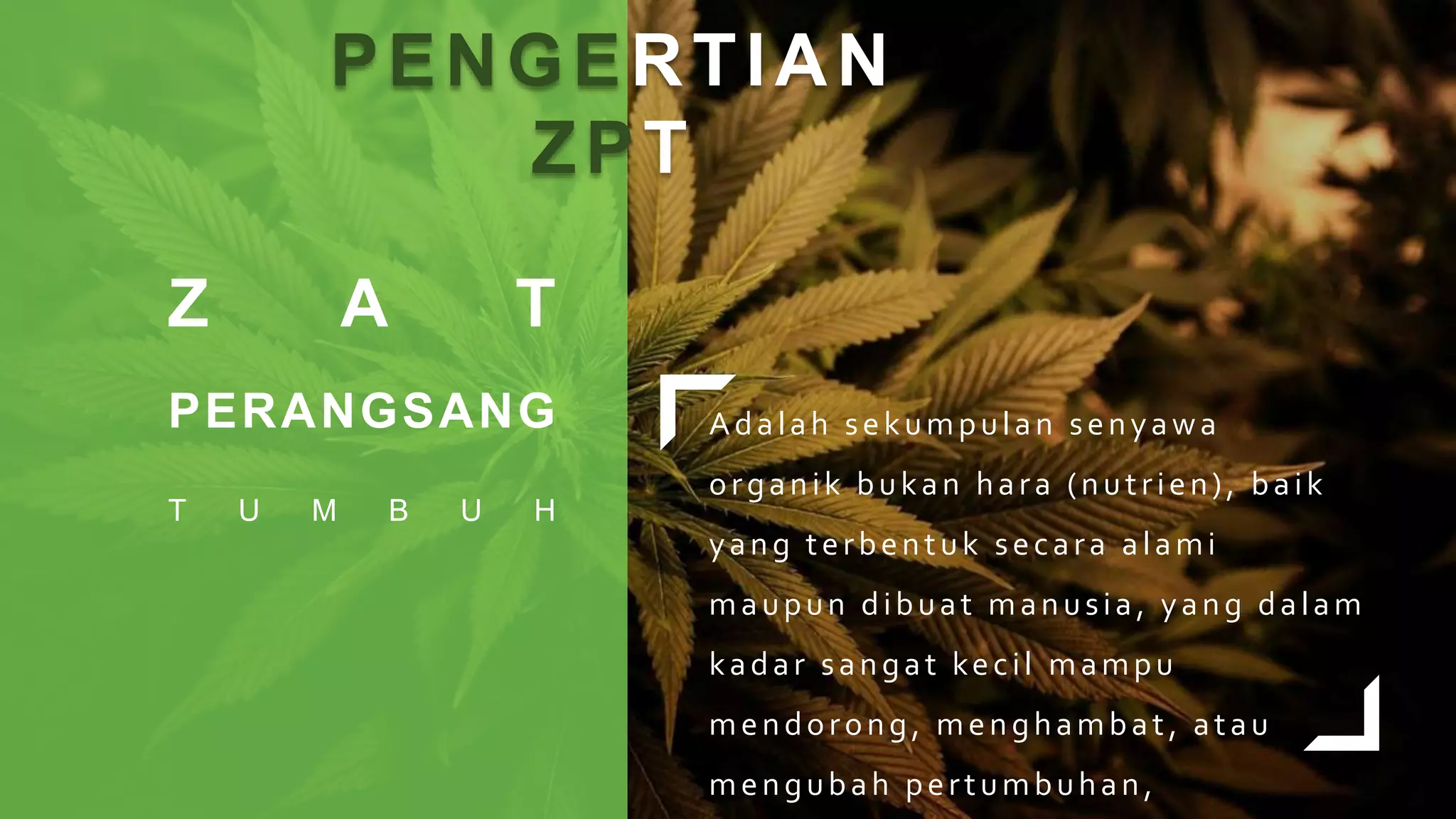 Zat Perangsang Tumbuh (ZPT) tanaman | PPTX