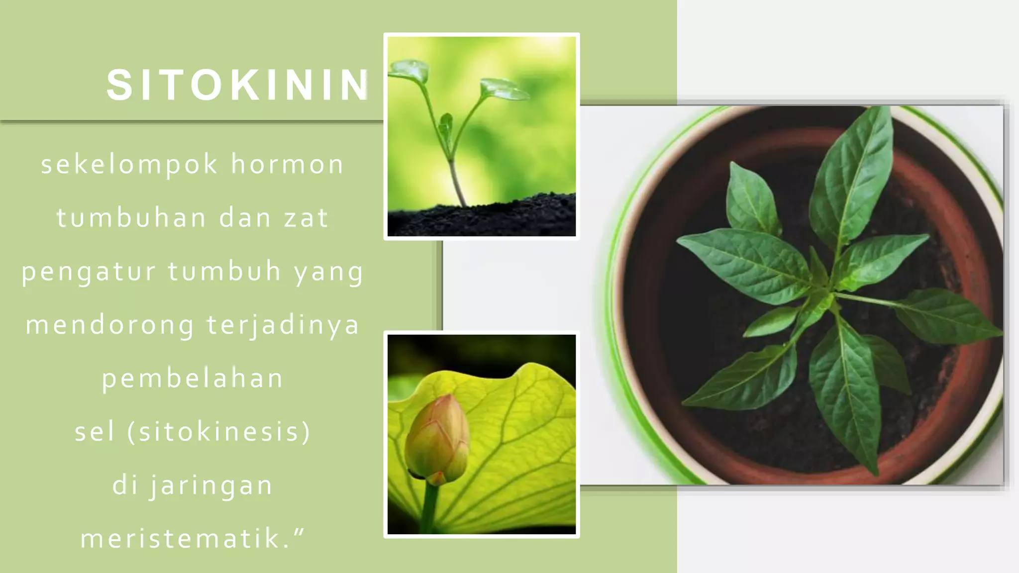 Zat Perangsang Tumbuh (ZPT) tanaman | PPTX