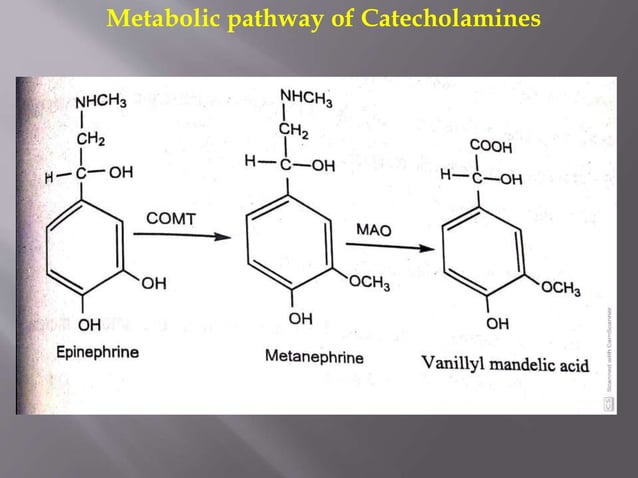 Biosynthesis & Metabolism of catecholamine | PPTX | Endocrine and ...