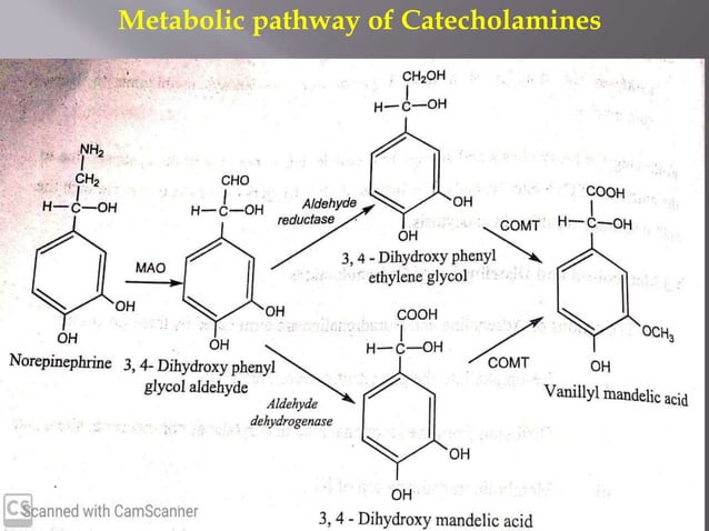Biosynthesis & Metabolism of catecholamine | PPT