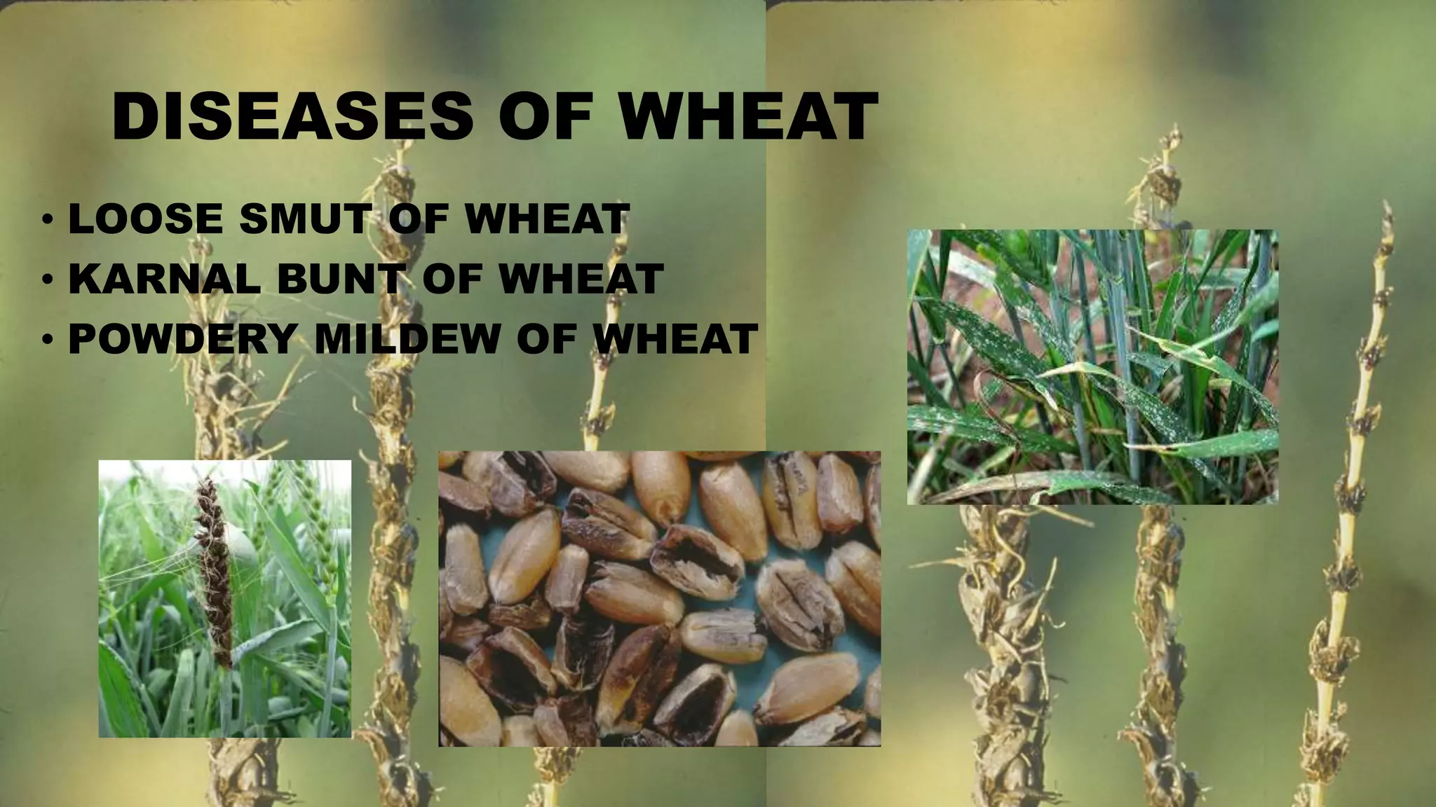 LOOSE SMUT,KARNAL BUNT,POWDERY MILDEW | PPTX