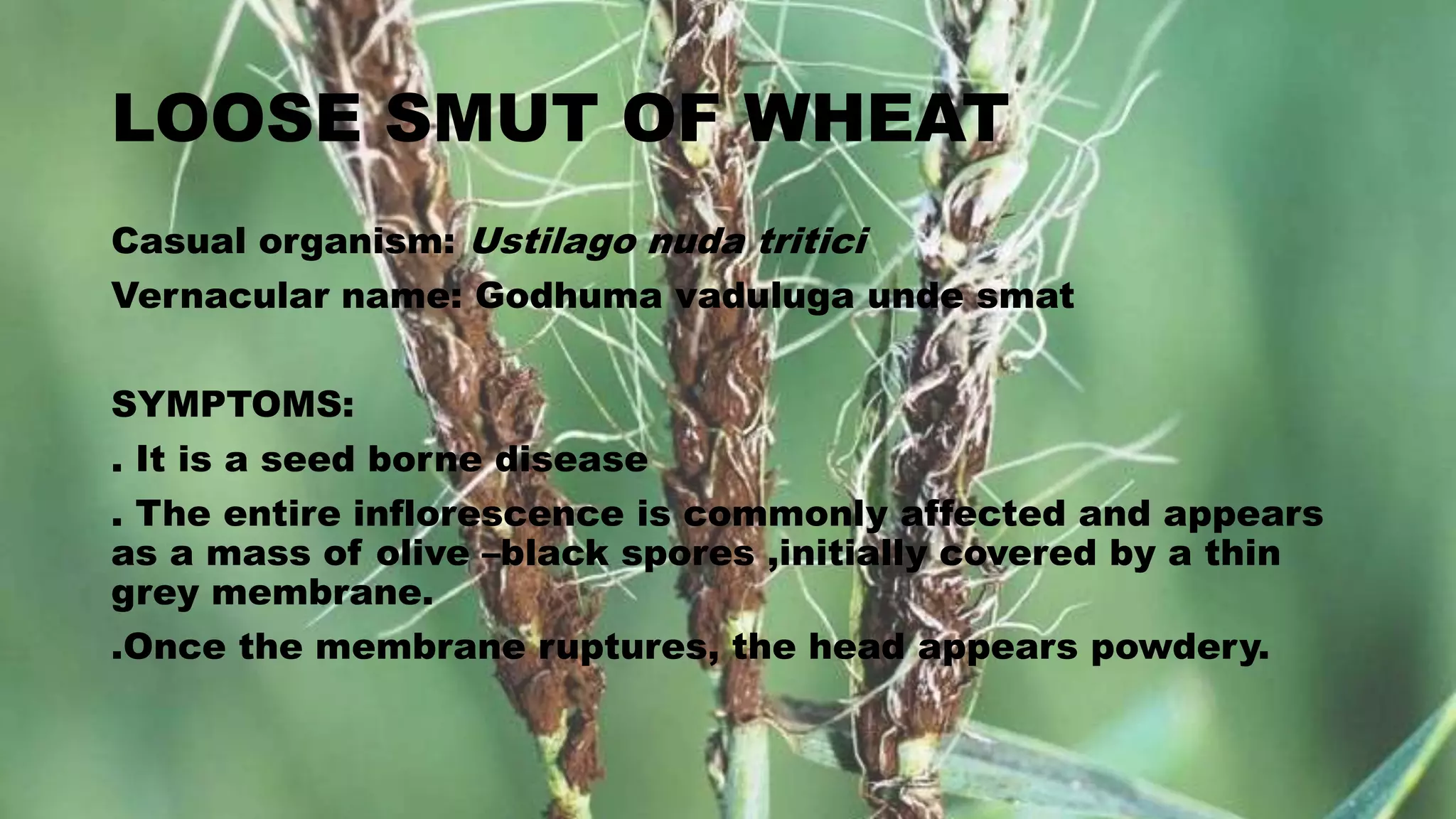 LOOSE SMUT,KARNAL BUNT,POWDERY MILDEW | PPT | Free Download