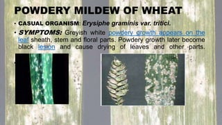LOOSE SMUT,KARNAL BUNT,POWDERY MILDEW | PPT