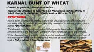 LOOSE SMUT,KARNAL BUNT,POWDERY MILDEW | PPT