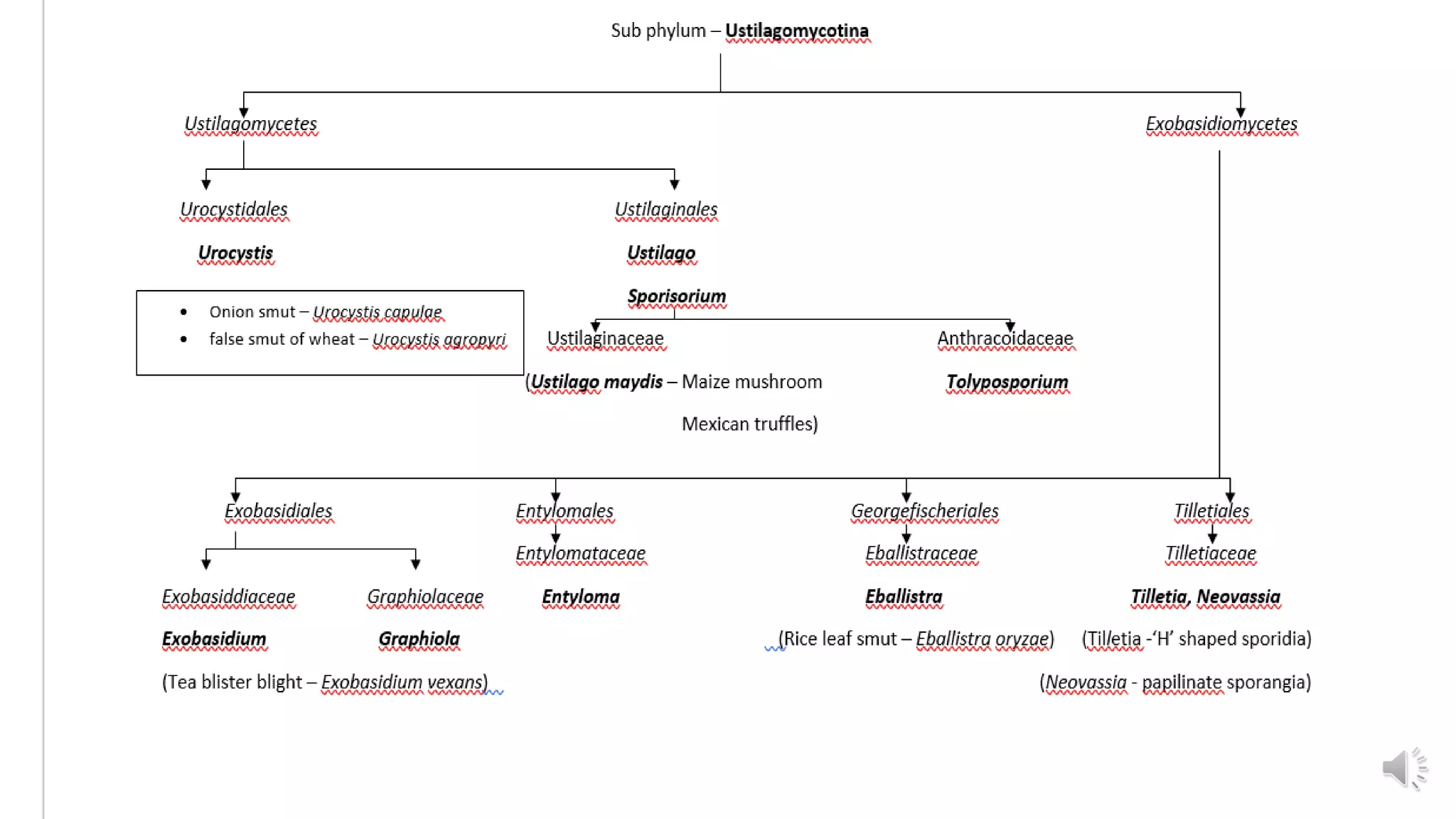 Ustilagomycotina | PDF