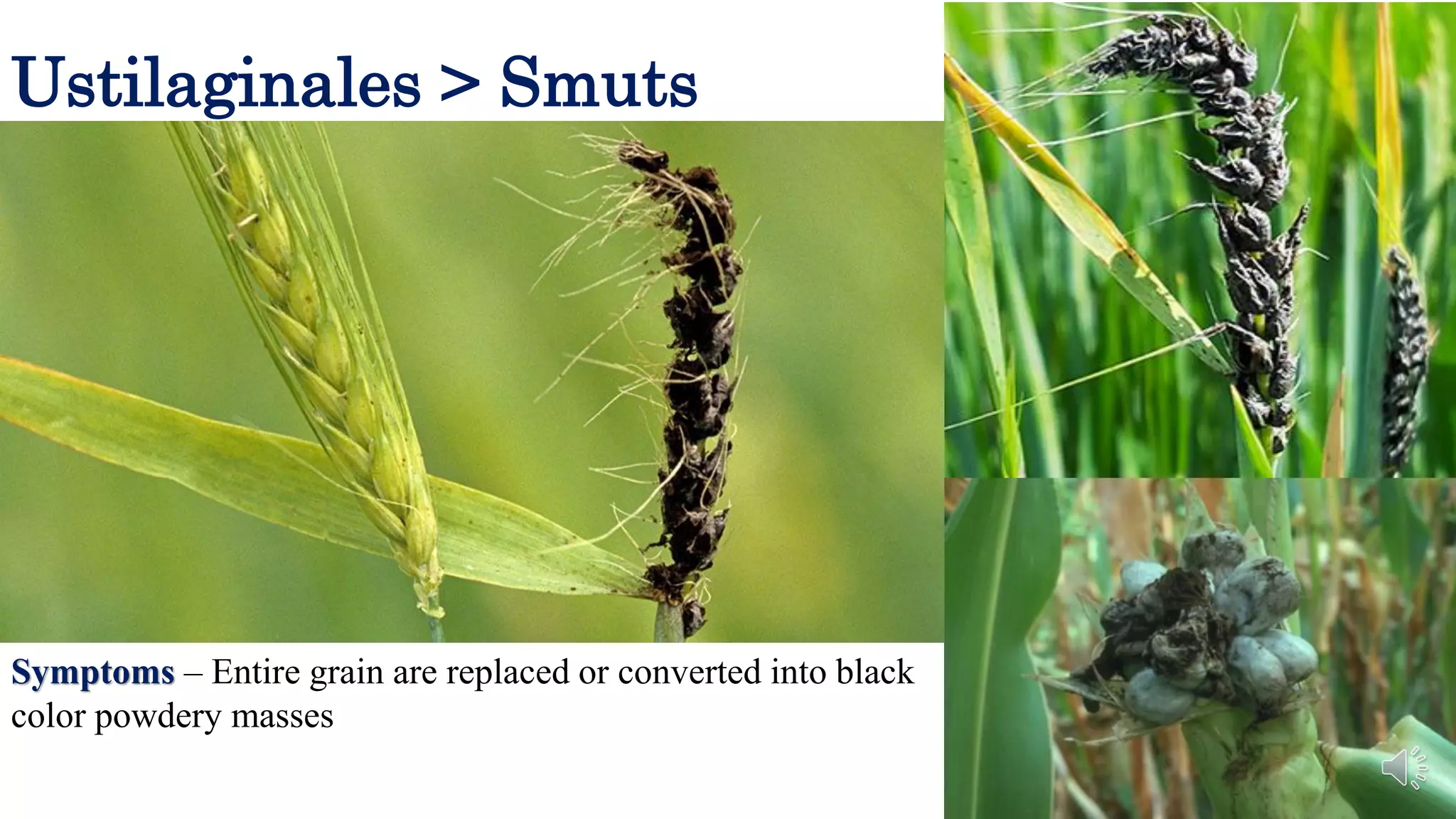 Ustilagomycotina | PDF
