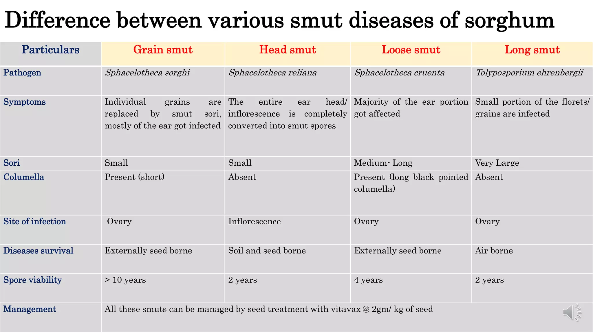 Ustilagomycotina | PDF