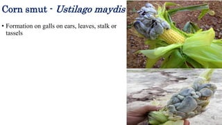 Ustilagomycotina | PDF