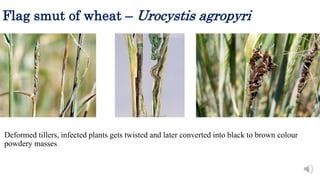 Ustilagomycotina | PDF