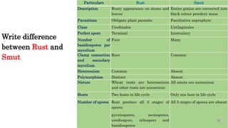 Ustilagomycotina | PDF