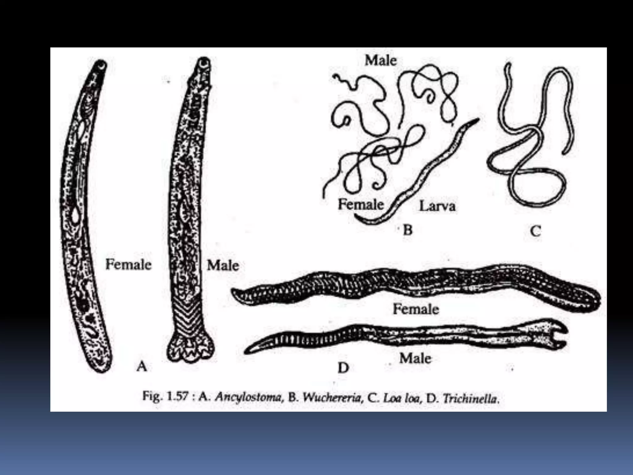 Nemathelminthes classification | PPTX | Lung and Respiratory Health ...