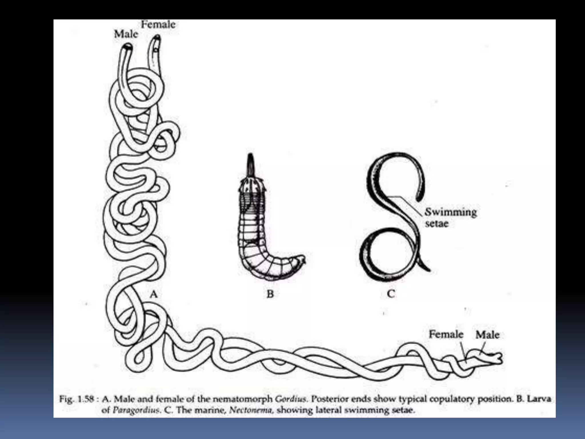 Nemathelminthes classification | PPTX
