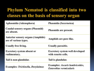 Nemathelminthes classification | PPTX