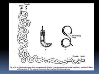 Nemathelminthes Characteristics