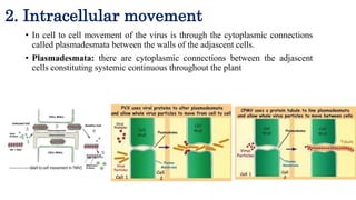 Movement of viruses, physiology of virus infected plants | PDF