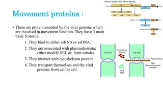 Movement of viruses, physiology of virus infected plants | PDF