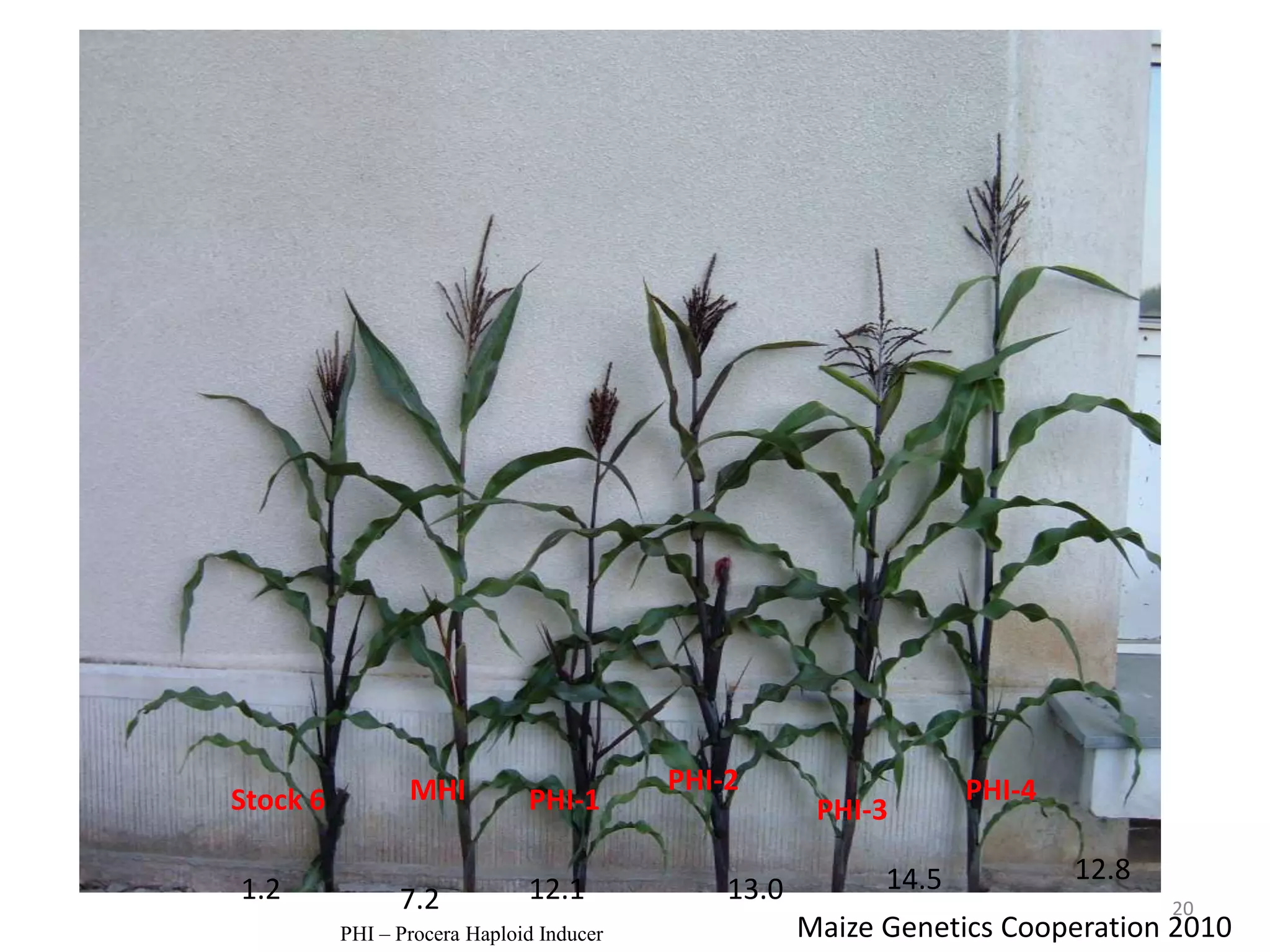 19. inbred lines development | PPTX