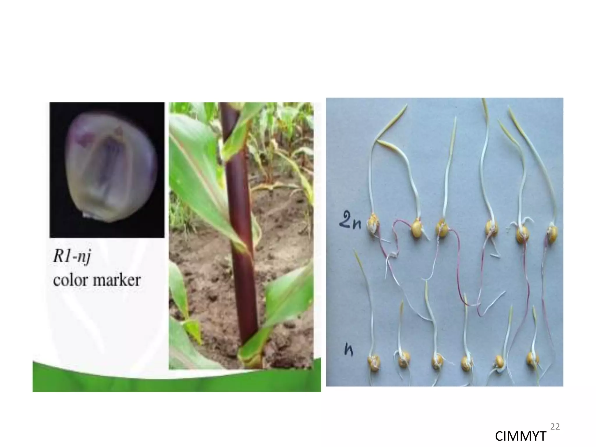 19. inbred lines development | PPTX