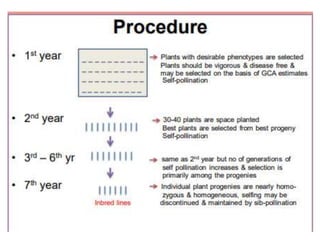 19. inbred lines development | PPTX
