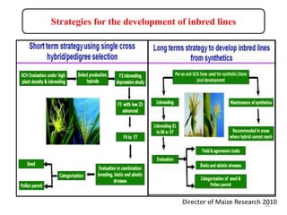 19. inbred lines development | PPTX