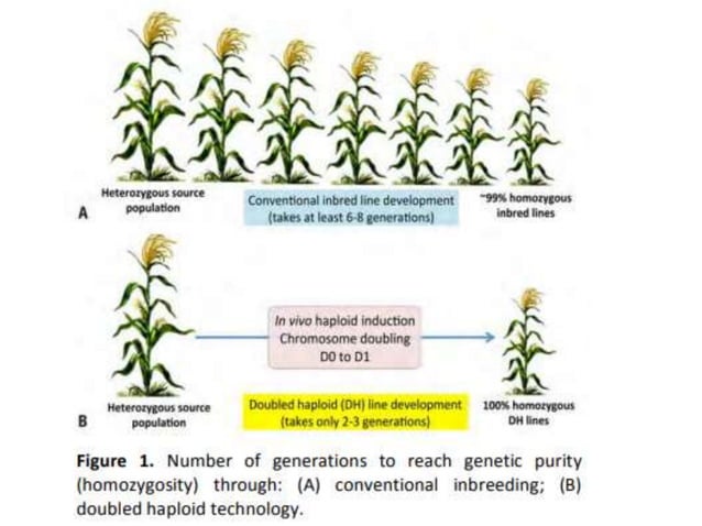19. inbred lines development | PPTX