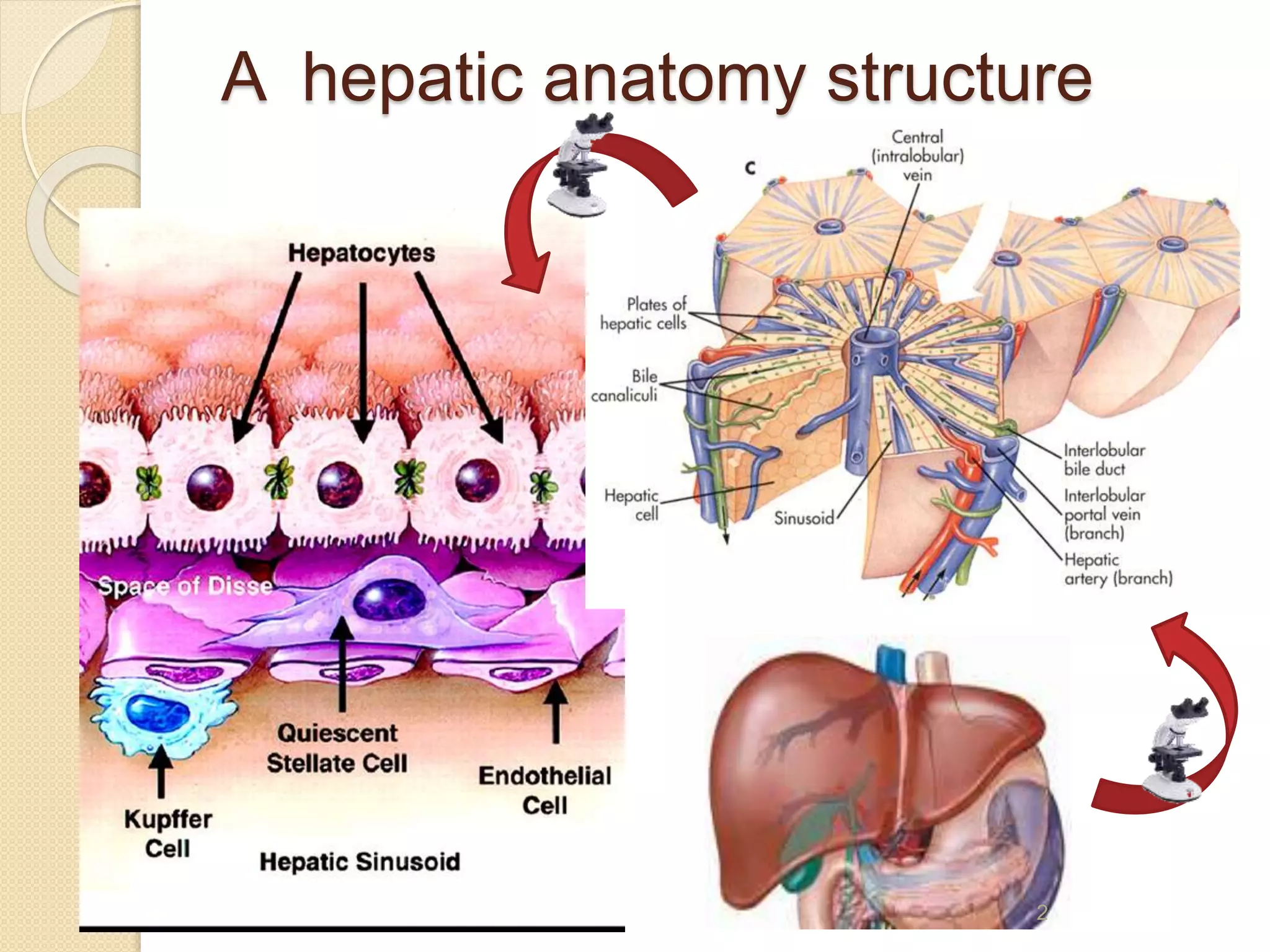 19. hepatic pathology.pptx