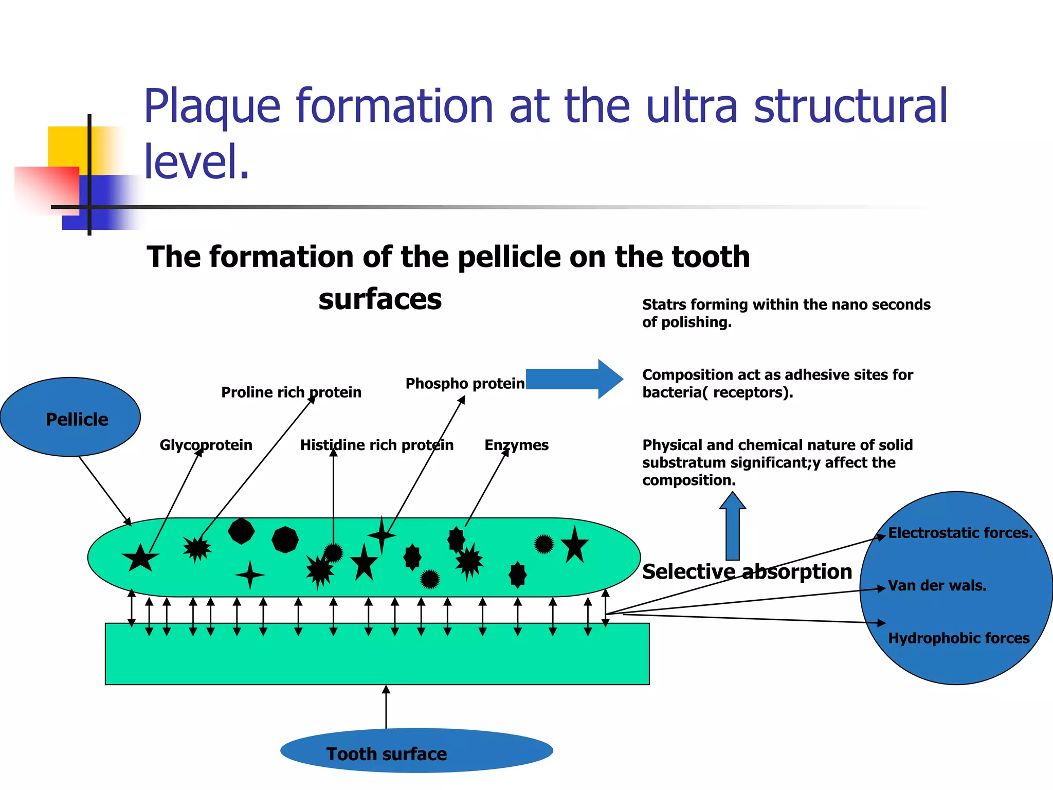 19.periodontal microbiology.ppt