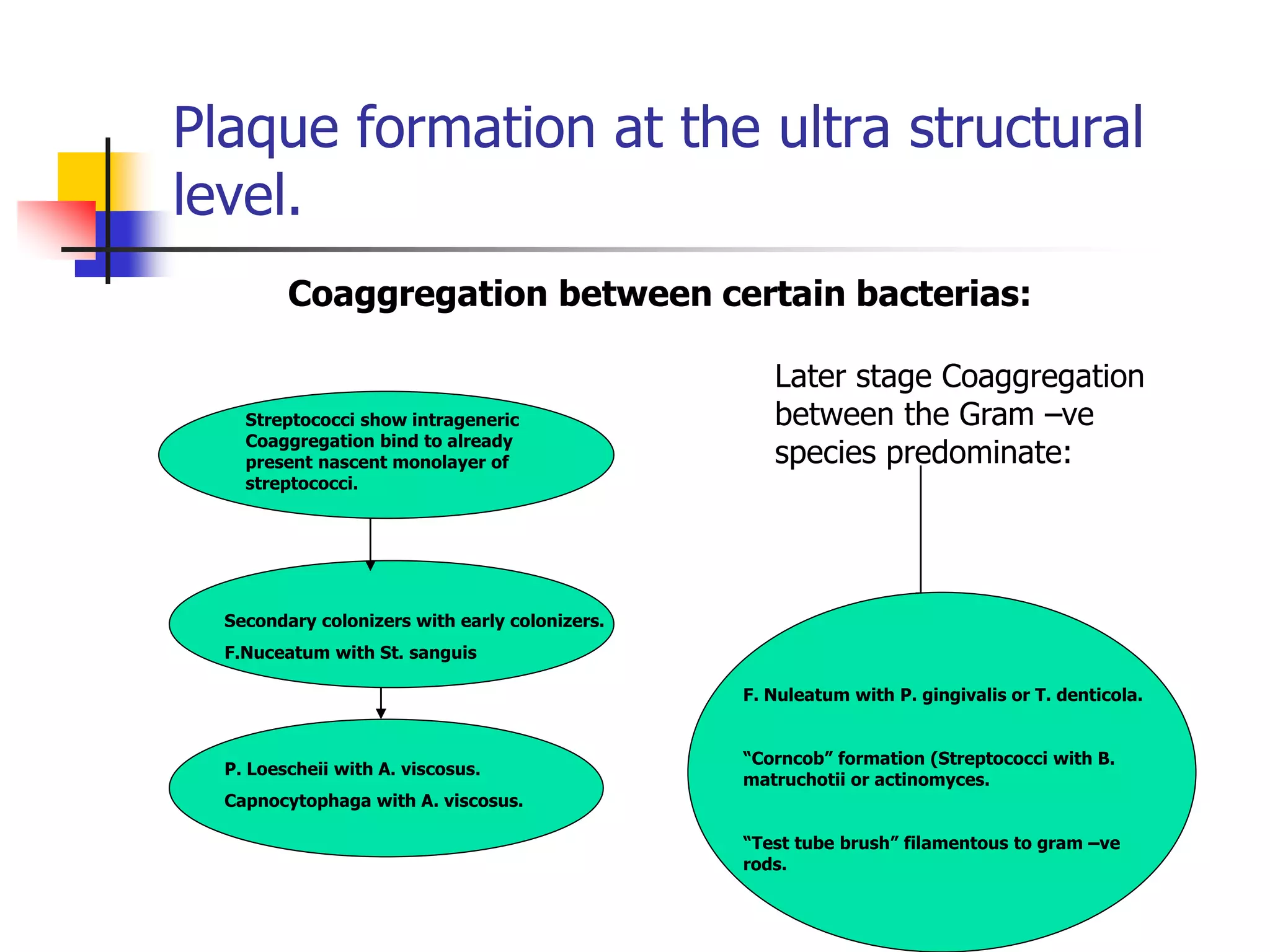 19.periodontal microbiology.ppt